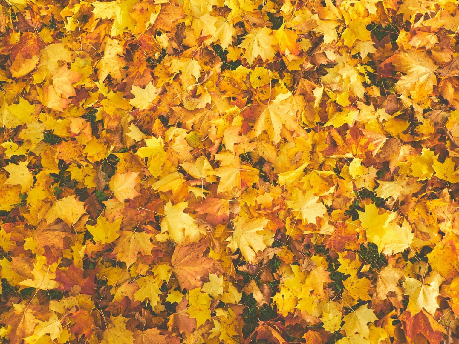 Professional Leaf Removal Services In Shelby County, AL | Keep Your ...